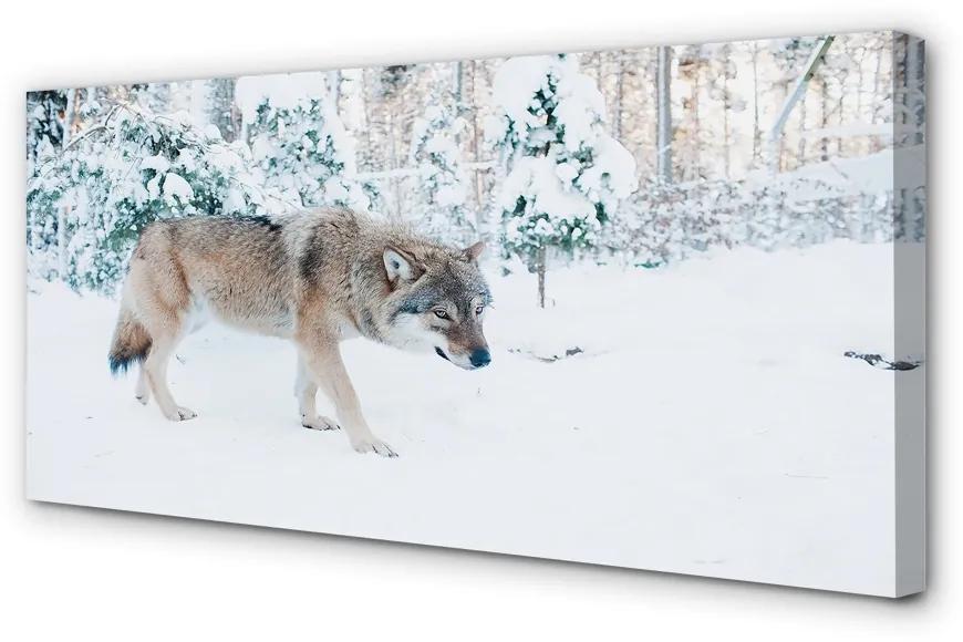 Obrazy na plátně Vlk v zimě lese 100x50cm