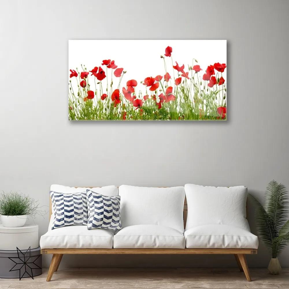 Obraz na skle Louka Máky Květiny Příroda 125x50 cm