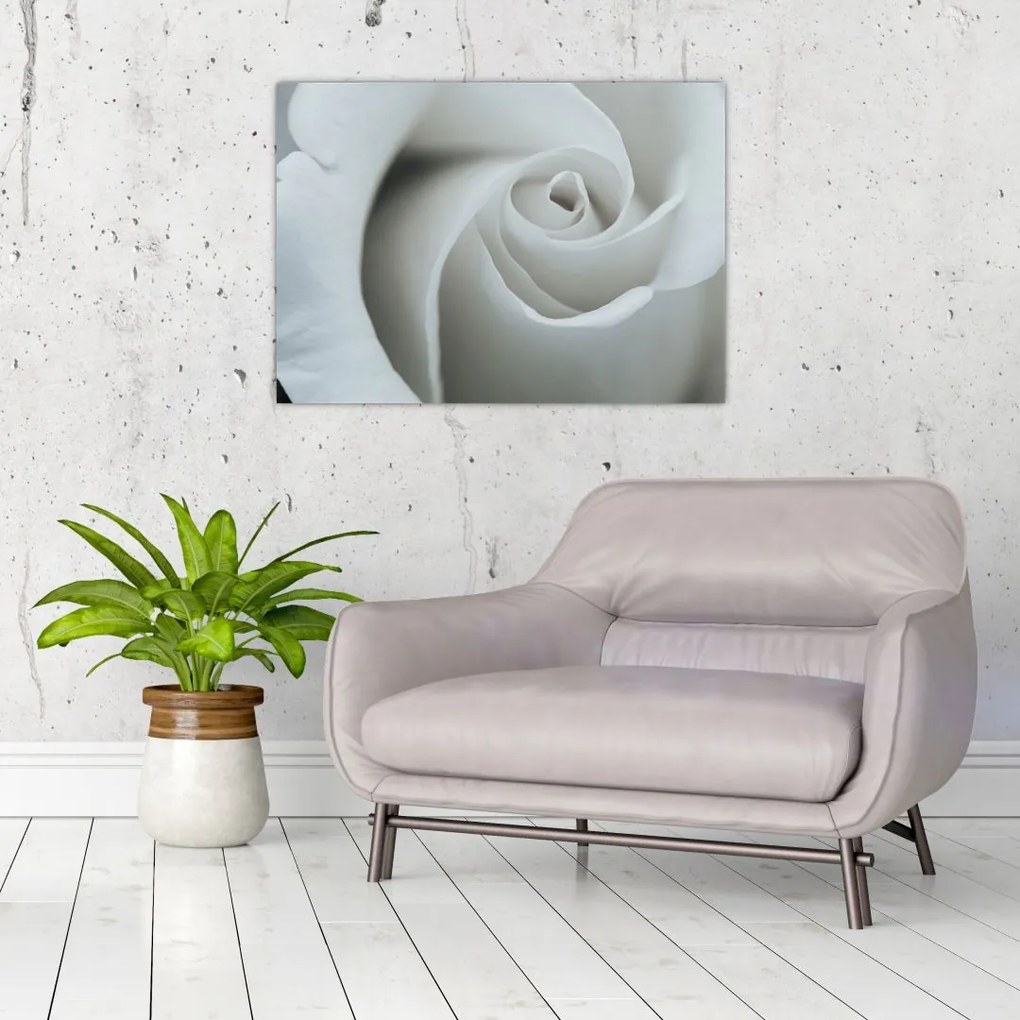 Skleněný obraz - Bílá růže (70x50 cm)