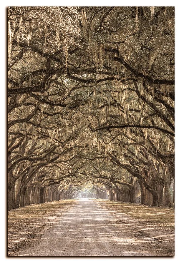 Obraz na plátně - Historické dubové stromy lemované polní cestou - obdélník 7239FA (75x50 cm)