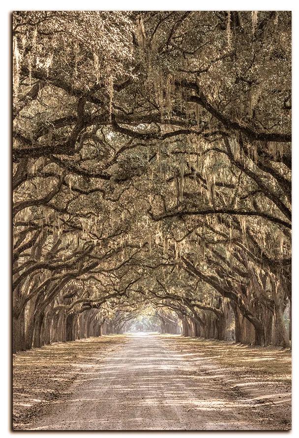 Obraz na plátně - Historické dubové stromy lemované polní cestou - obdélník 7239FA (90x60 cm  )