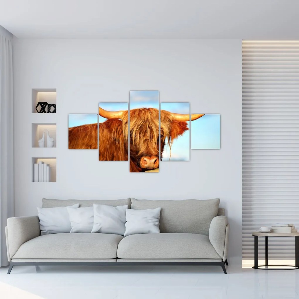 Obraz - Skotská kráva (125x70 cm)