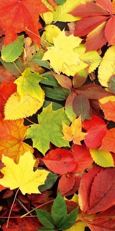 Dvoudílná vliesová fototapeta Podzimní listí, rozměr 150x250cm, MS-2-0115