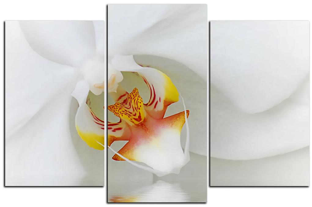 Obraz na plátně - Detailní záběr bílé orchideje 1223C (105x70 cm)