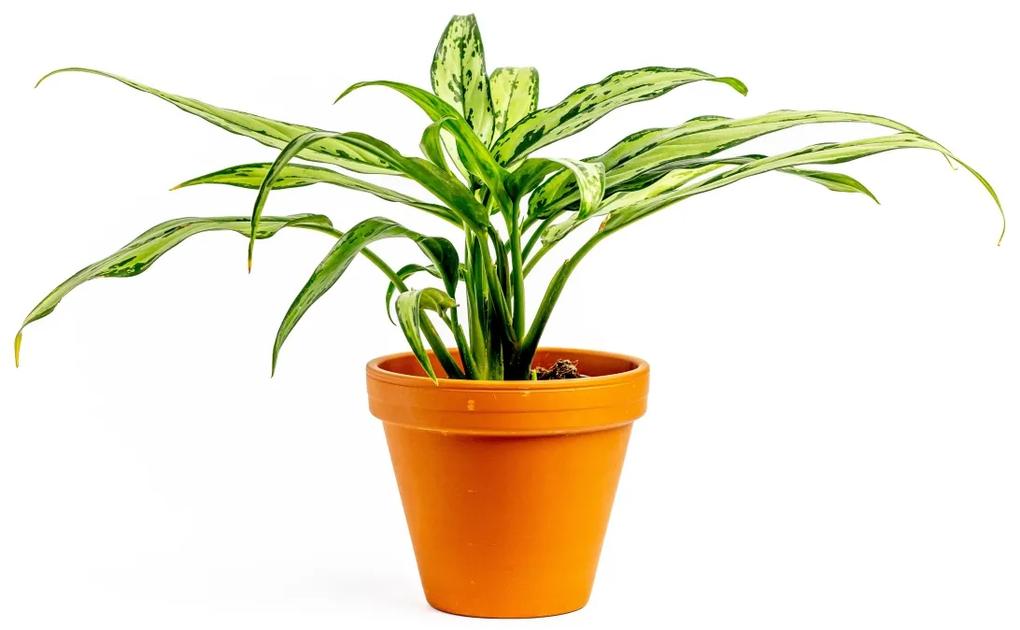 Pokojová rostlina Aglaonema Cutlass, průměr 12 cm
