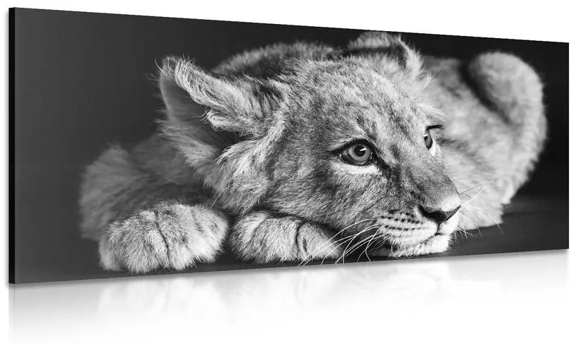 Obraz mládě lva v černobílém provedení Varianta: 120x60