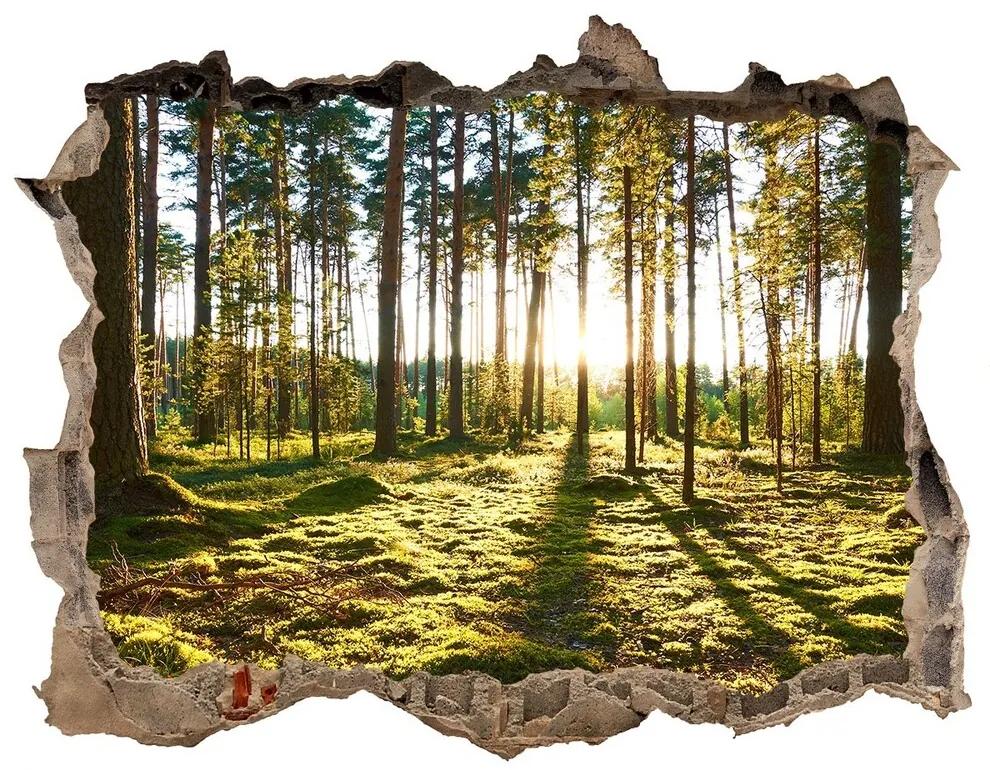 Wallmuralia Nálepka fototapeta 3D na zeď Sosnový les 95x64 cm