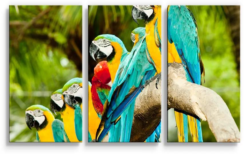 Sablio Obraz - 3-dílný Papoušci na větvi - 120x80 cm