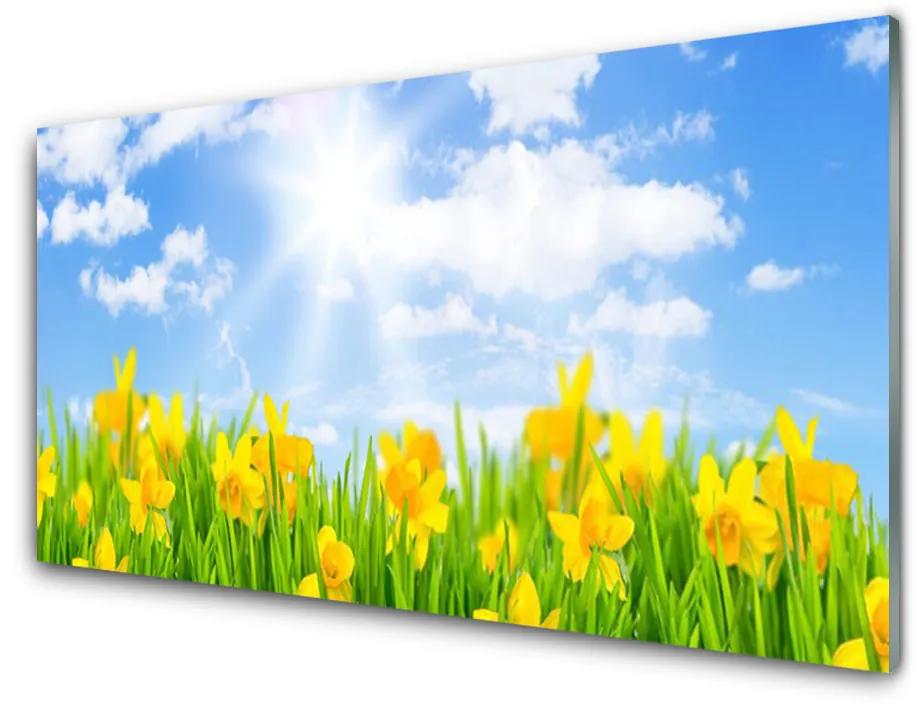 Obraz na skle Narcisy Louka Tráva Příroda 100x50 cm