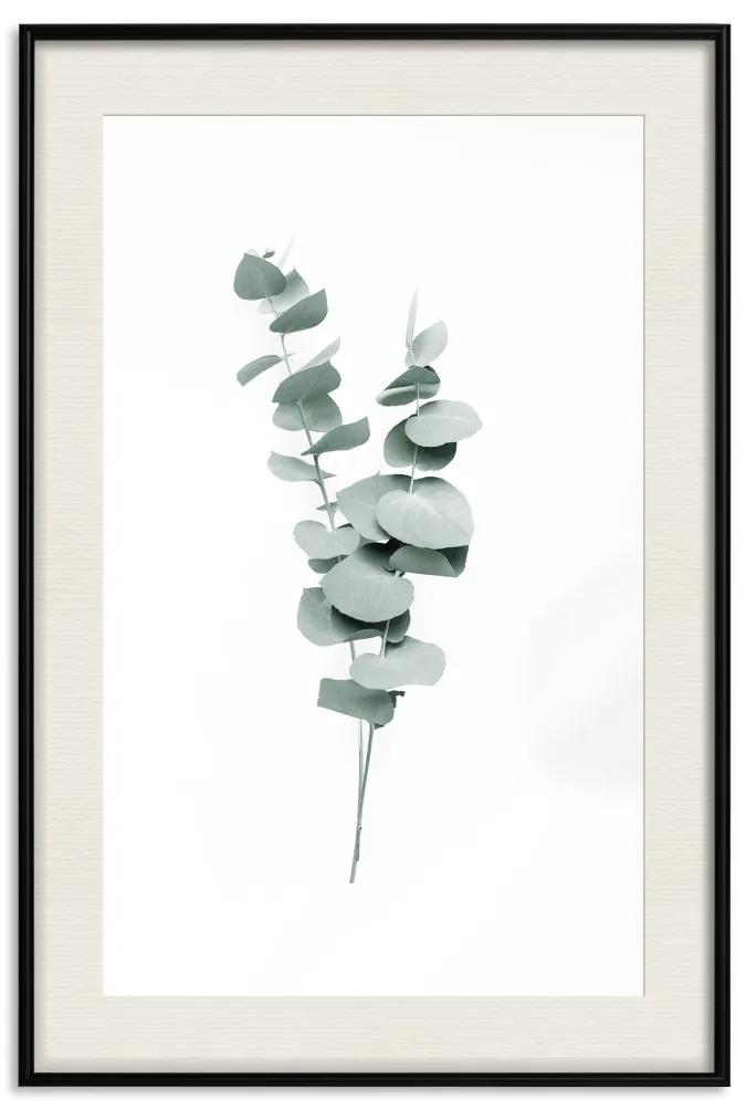 Plakát Větvičky eukalyptu - minimalistické zelené listy rostliny na bílém pozadí