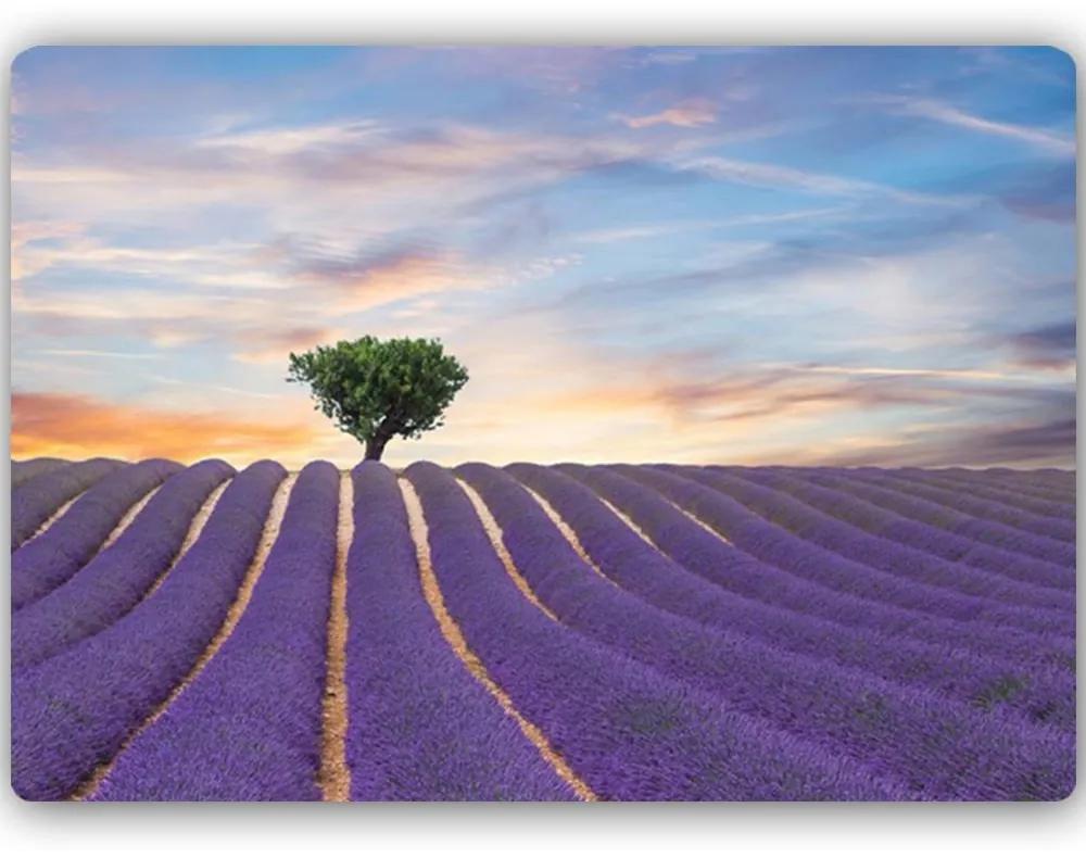 CARO Kovový obraz - Lavender Field 60x40 cm