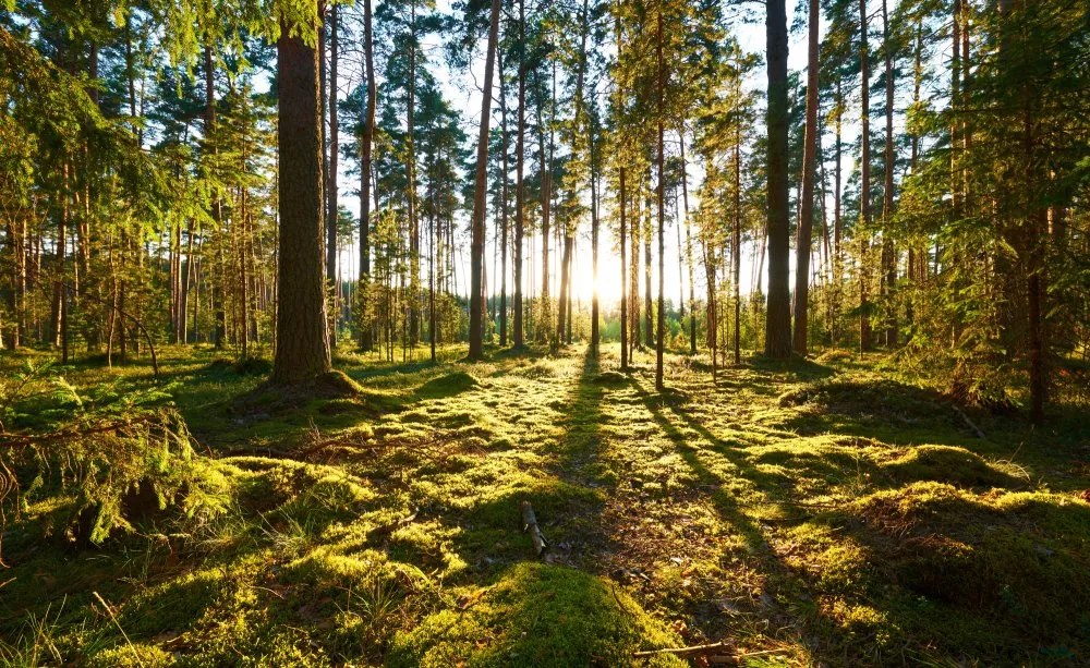 Fototapeta Lesní Západ Slunce Omyvatelný vlies 312x219