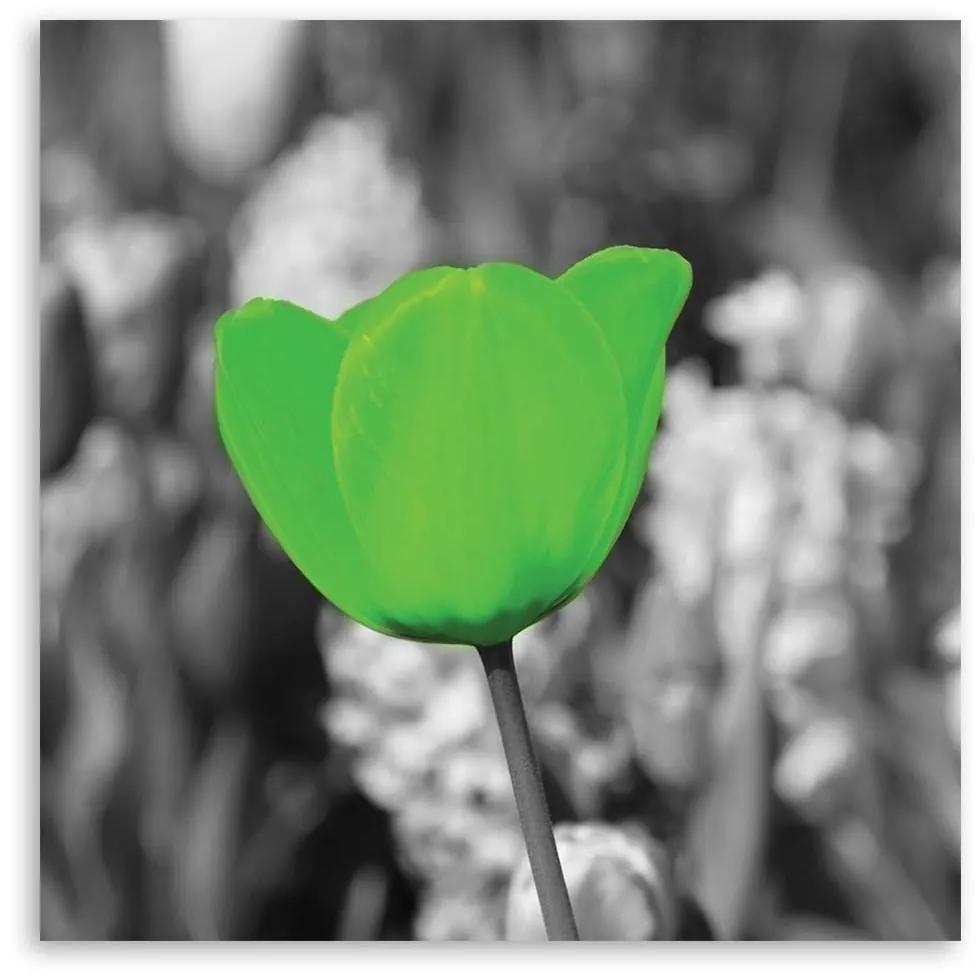 Gario Obraz na plátně Zelené tulipány na louce Rozměry: 30 x 30 cm