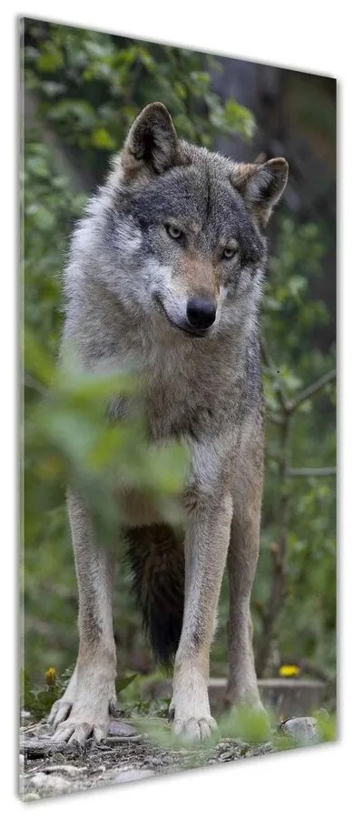 Wallmuralia Foto obraz sklo tvrzené Vlk v lese 50x125 cm