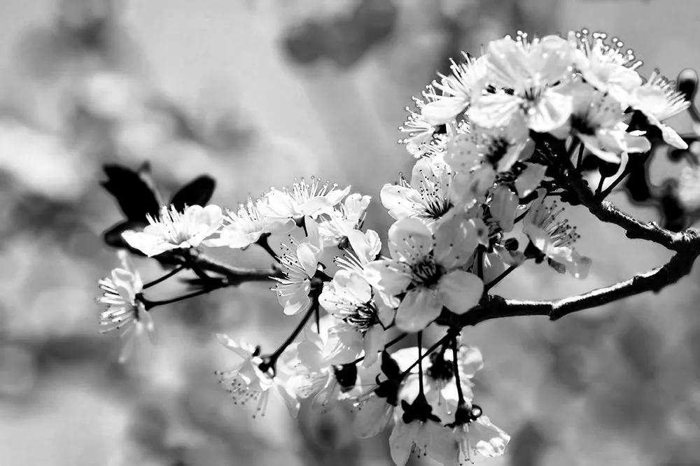 Samolepící fototapeta černobílý třešňový květ - 150x100 cm