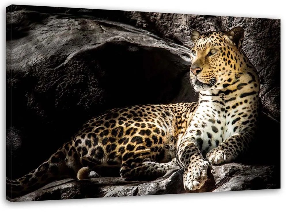Gario Obraz na plátně Leopard na skalách Rozměry: 60 x 40 cm