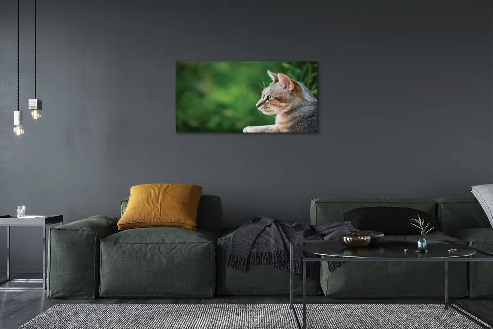 Obrazy na plátně vypadající kočka 140x70 cm