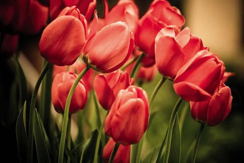 Pětidílná vliesová fototapeta Červené tulipány, rozměr 375x250cm, MS-5-0128