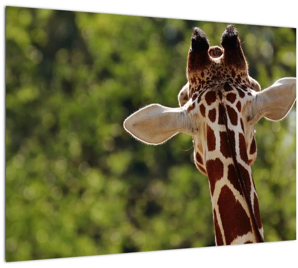 Obraz žirafy zezadu (70x50 cm)