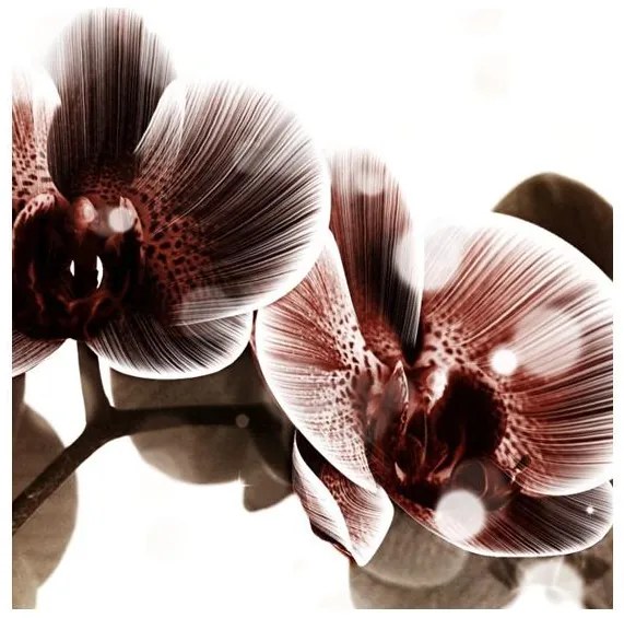 Obraz cihlově zbarvených orchidejí (40x40 cm), 40 dalších rozměrů