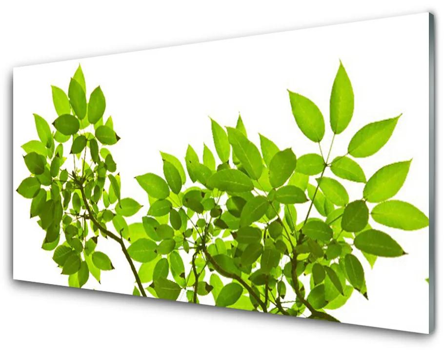 Plexisklo-obraz Větev Listy Rostlina Příroda 100x50 cm