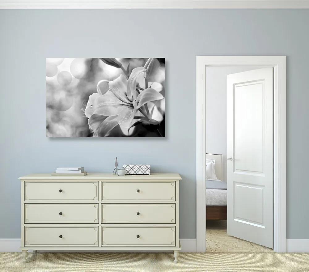 Obraz květ lilie na abstraktním pozadí v černobílém provedení Varianta: 120x80