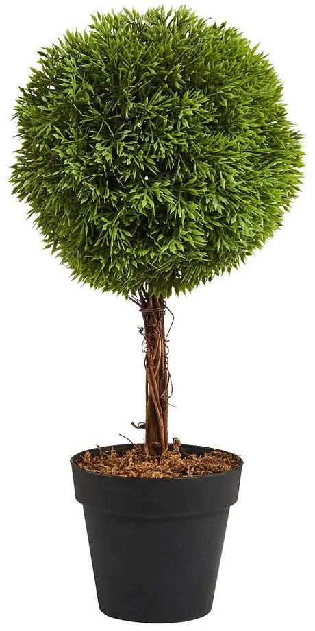 FLORISTA Zimostráz v květináči 35 cm