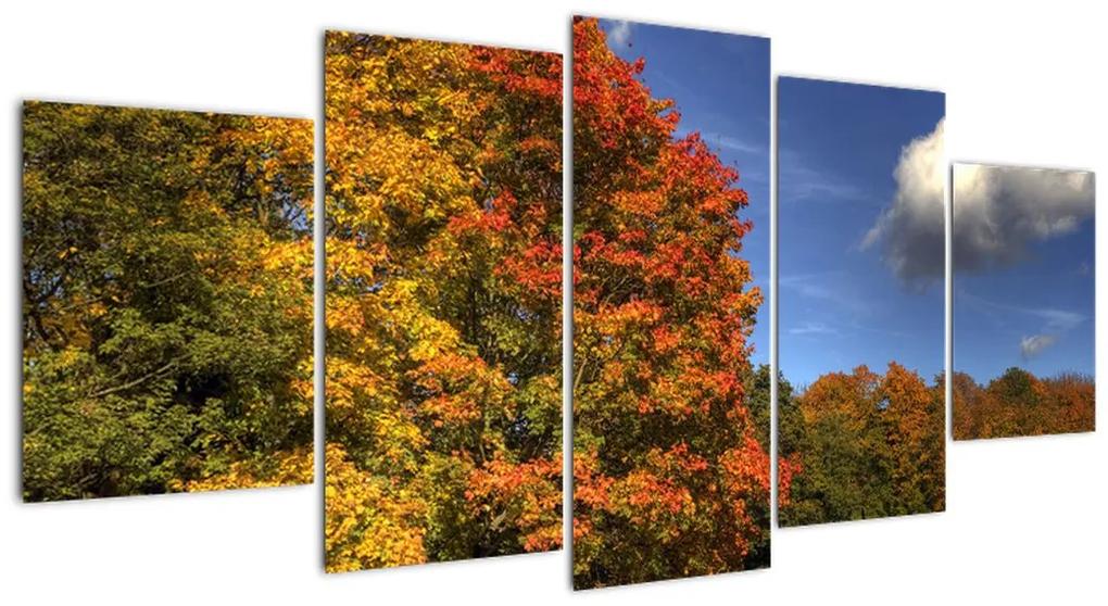 Podzimní stromy - obraz