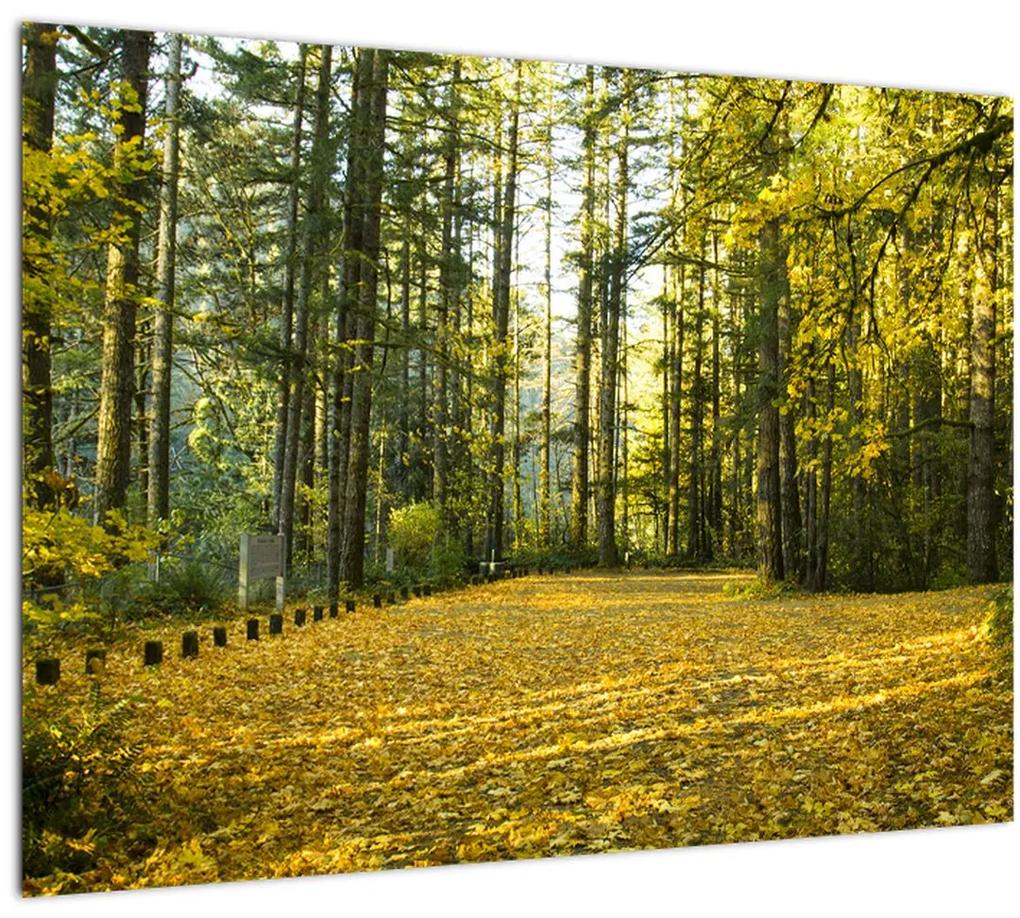 Skleněný obraz - les na podzim (70x50 cm)