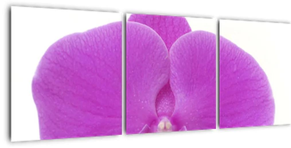 Orchidej - obraz
