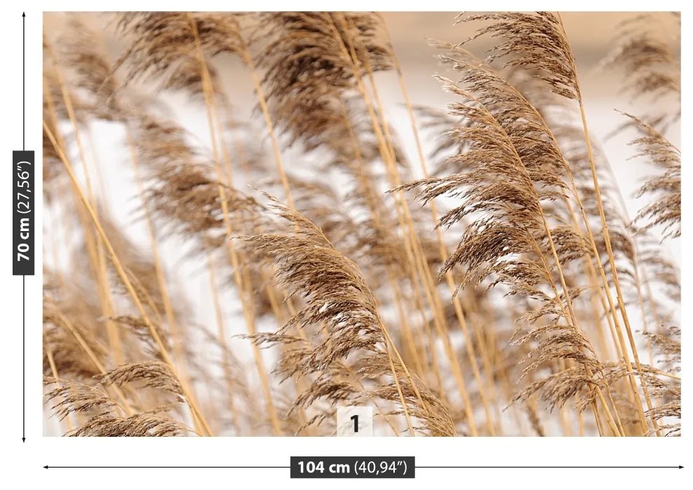 Fototapeta Brown reed 104x70