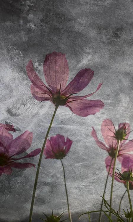 DIMEX | Vliesová fototapeta na zeď Abstrakt fialové květy MS-2-0363  | 150 x 250 cm | fialová, vícebarevná, šedá