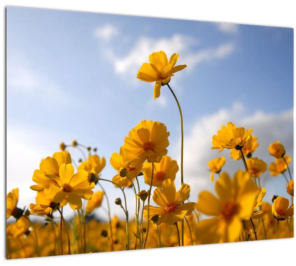 Obraz pole s jasně žlutými květy (70x50 cm)