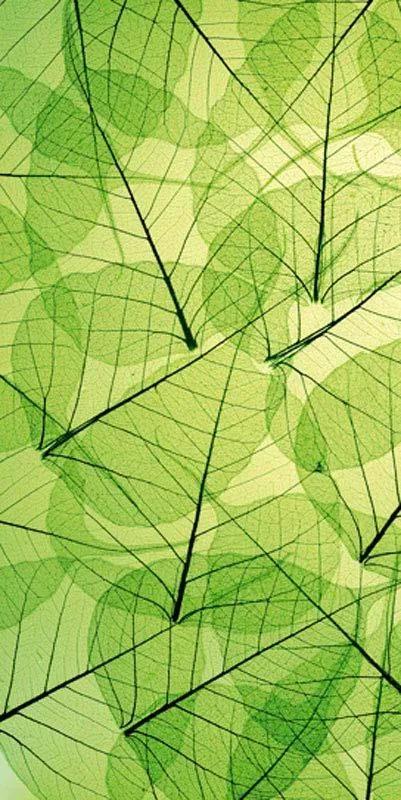 Dvoudílná vliesová fototapeta Zelené listy, rozměr 150x250cm, MS-2-0111