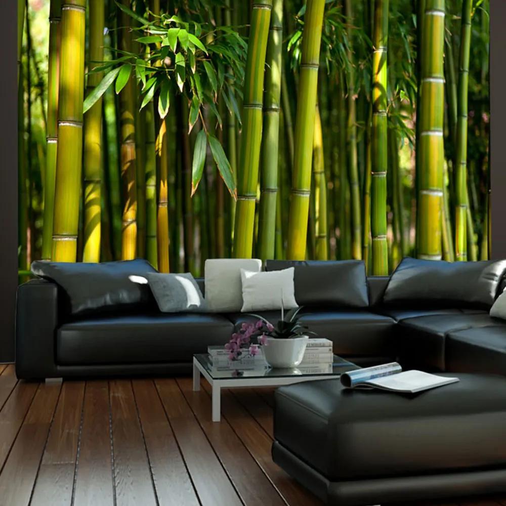 Fototapeta - Asijský bambusový les 300x231 + zdarma lepidlo