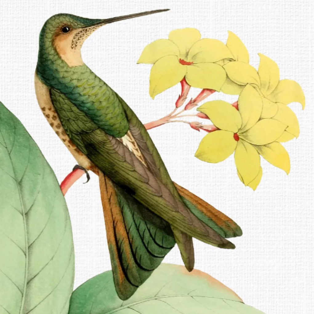 Obrázek kolibřík velký A4 (210 x 297 mm): A4