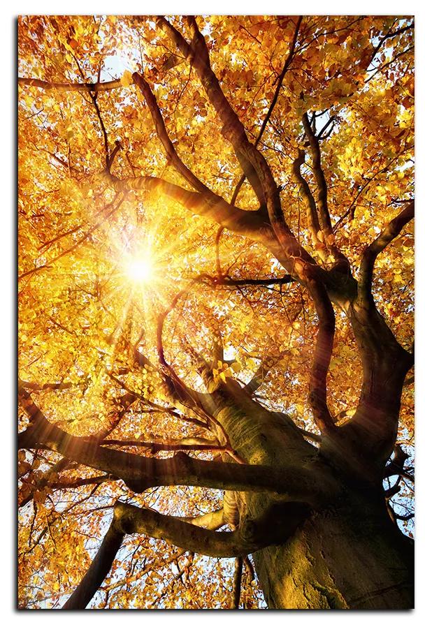 Obraz na plátně - Slunce přes větve stromu - obdélník 7240A (90x60 cm  )