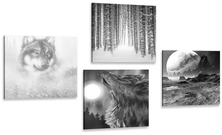 Set obrazů tajuplný vlk v černobílém provedení - 4x 40x40 cm