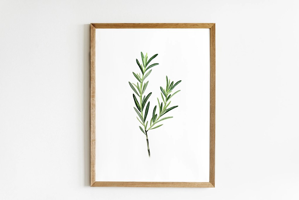Plakát BYLINKA A4 - výběr bylinek Druh bylinky: eukalyptus