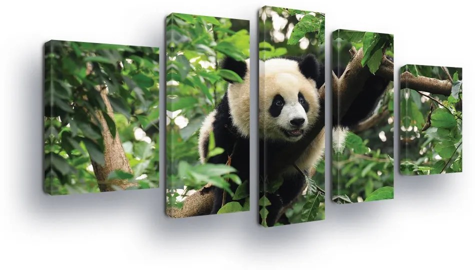 GLIX Obraz na plátně - Panda 2 x 40x60 / 2 x 30x80 / 1 x 30x100 cm