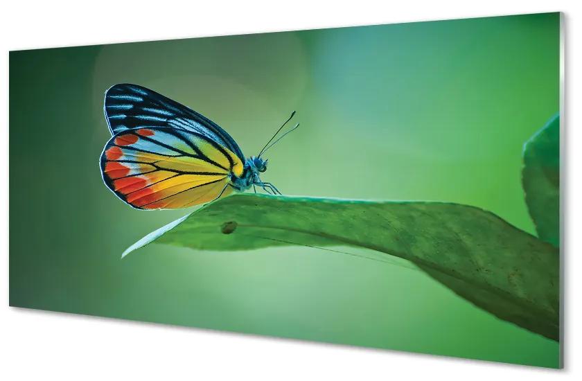 akrylový obraz Barevný motýl křídlo 100x50 cm