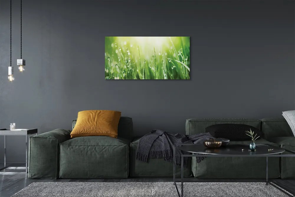 Obrazy na plátně Tráva slunce kapky 140x70 cm