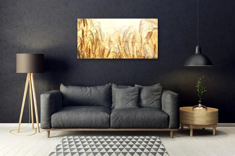 Plexisklo-obraz Obilí Pole Klasy Příroda 100x50 cm