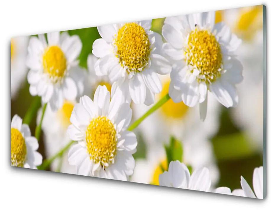 Obraz na skle Květiny Sedmikráska Příroda 100x50 cm