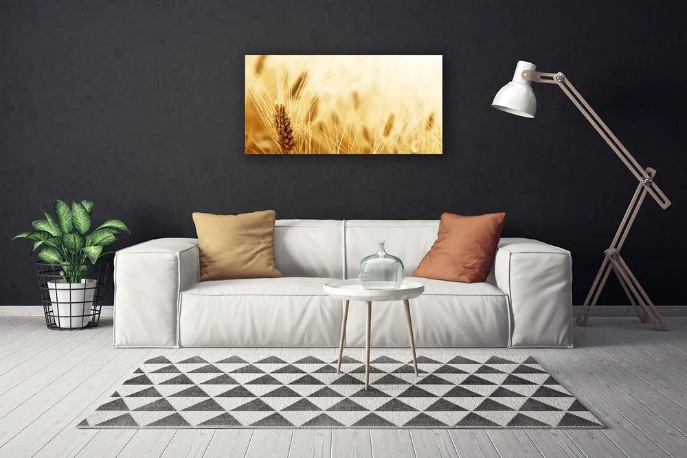 Obraz na plátně Pšenice Rostlina Příroda 125x50 cm