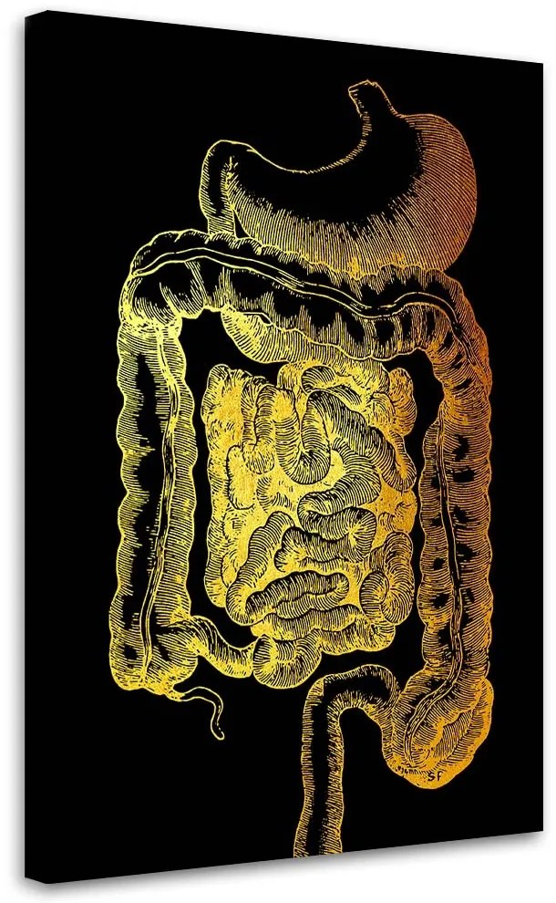 Gario Obraz na plátně Zlatá anatomie, Gastrointestinální trakt - Gab Fernando Rozměry: 40 x 60 cm