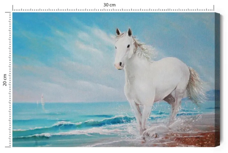Obraz Bílý Kůň Na Pobřeží Nedostatek Nedostatek Plátno Canvas 70x50
