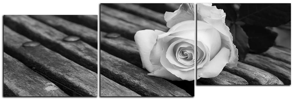 Obraz na plátně - Bílá růže na lavici - panoráma 5224QE (150x50 cm)