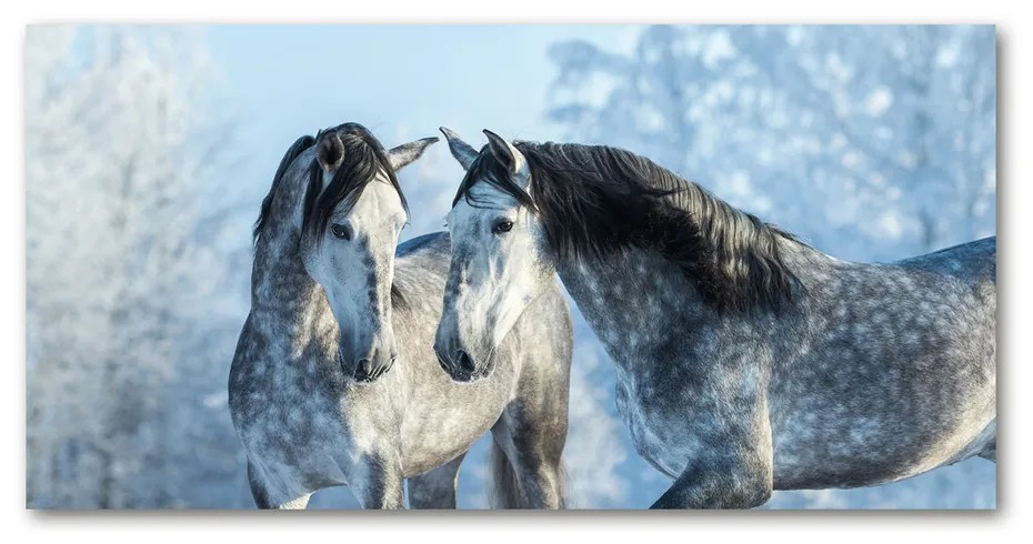 Wallmuralia Fotoobraz na skle Zima šedý kůň 100x50 cm