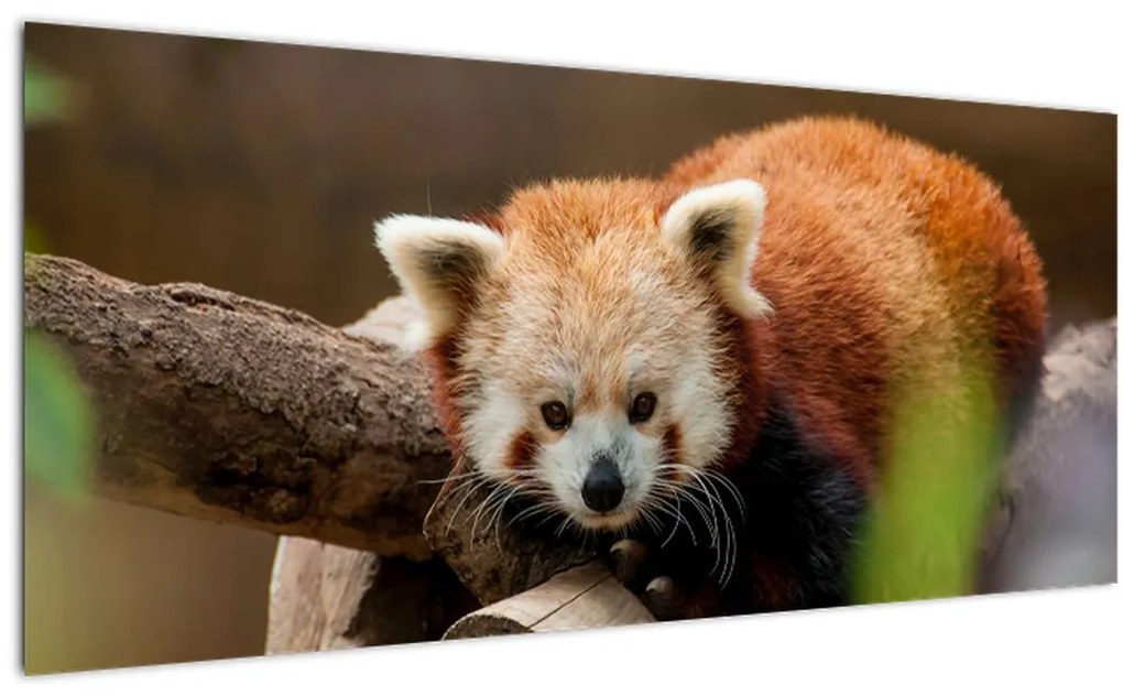 Obraz pandy červené (100x40 cm), 40 dalších rozměrů